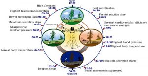 Anemia: A Possible Cause of Sleep Apnea | Circadian Blue Light